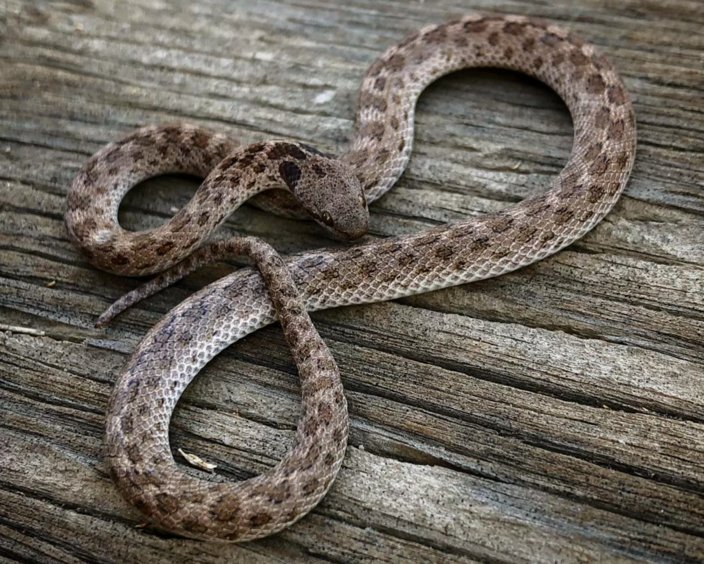 Snake Identifier - So-Cal Rattlesnake Removal